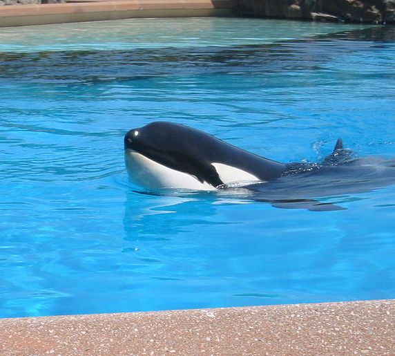 Orca Profiles in Captivity: No. 8 of the San Diego 10